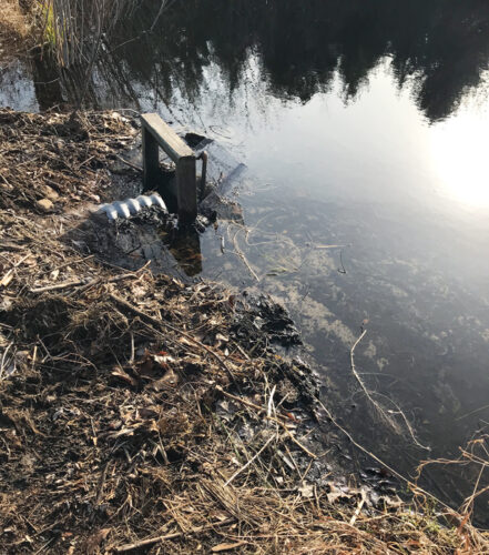Beaver Control: Why Do Beavers Build Dams? – Mother Earth News